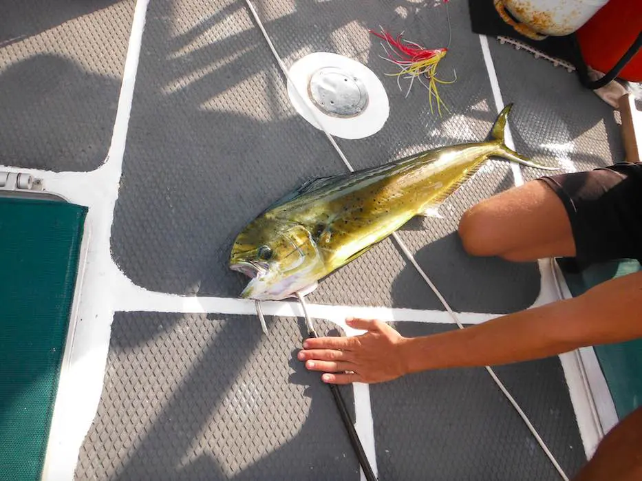 INSIGHTS: Eating Reef Fish and the Risks of Ciguatera – Noonsite