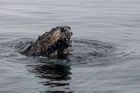 The Oceans: French Polynesia, Portugal and Samoa Create Marine ...
