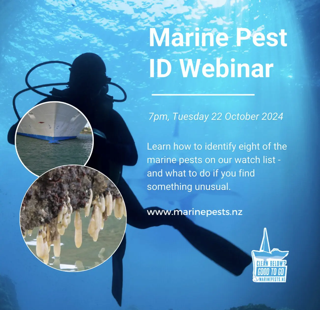 New Zealand: Webinar to Help Identify and Detect Marine Pests Before ...